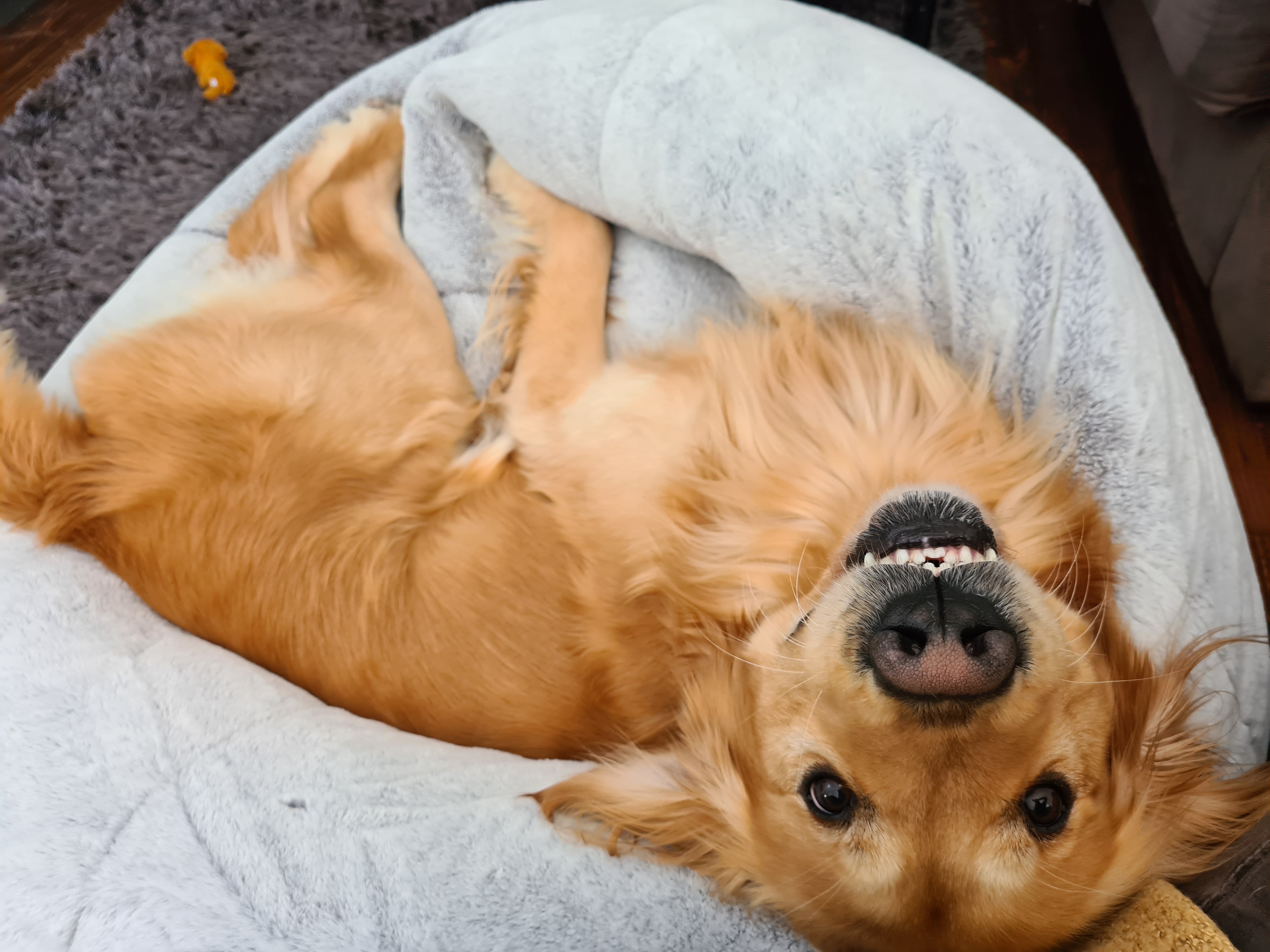 10 Ways to Interpret Dog Body Language – Modern Paws