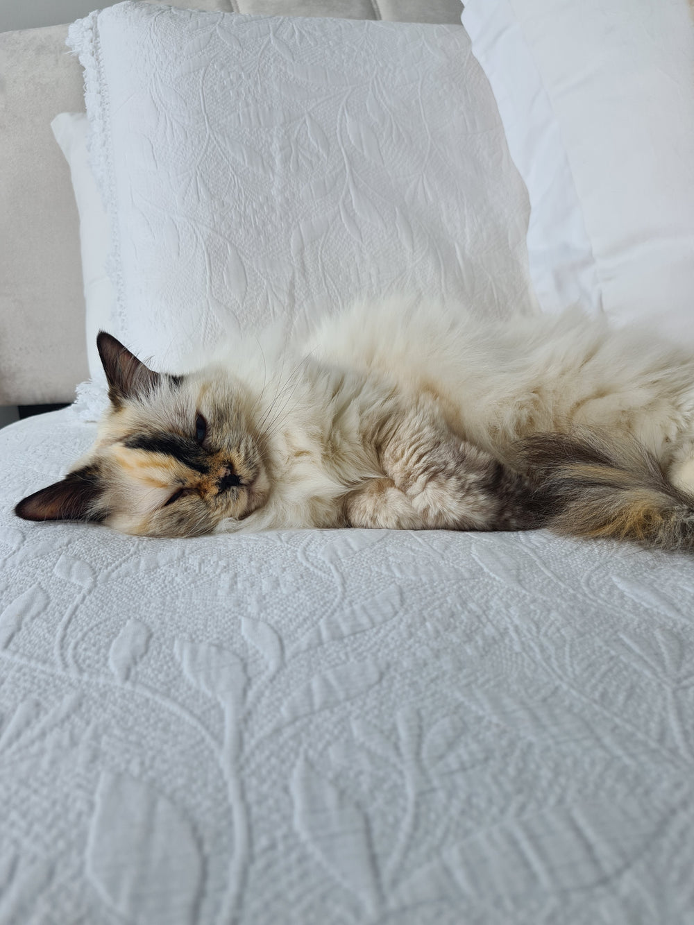 Pet Pals Hub – Your Top Source for Pet Owner Tips – Modern Paws