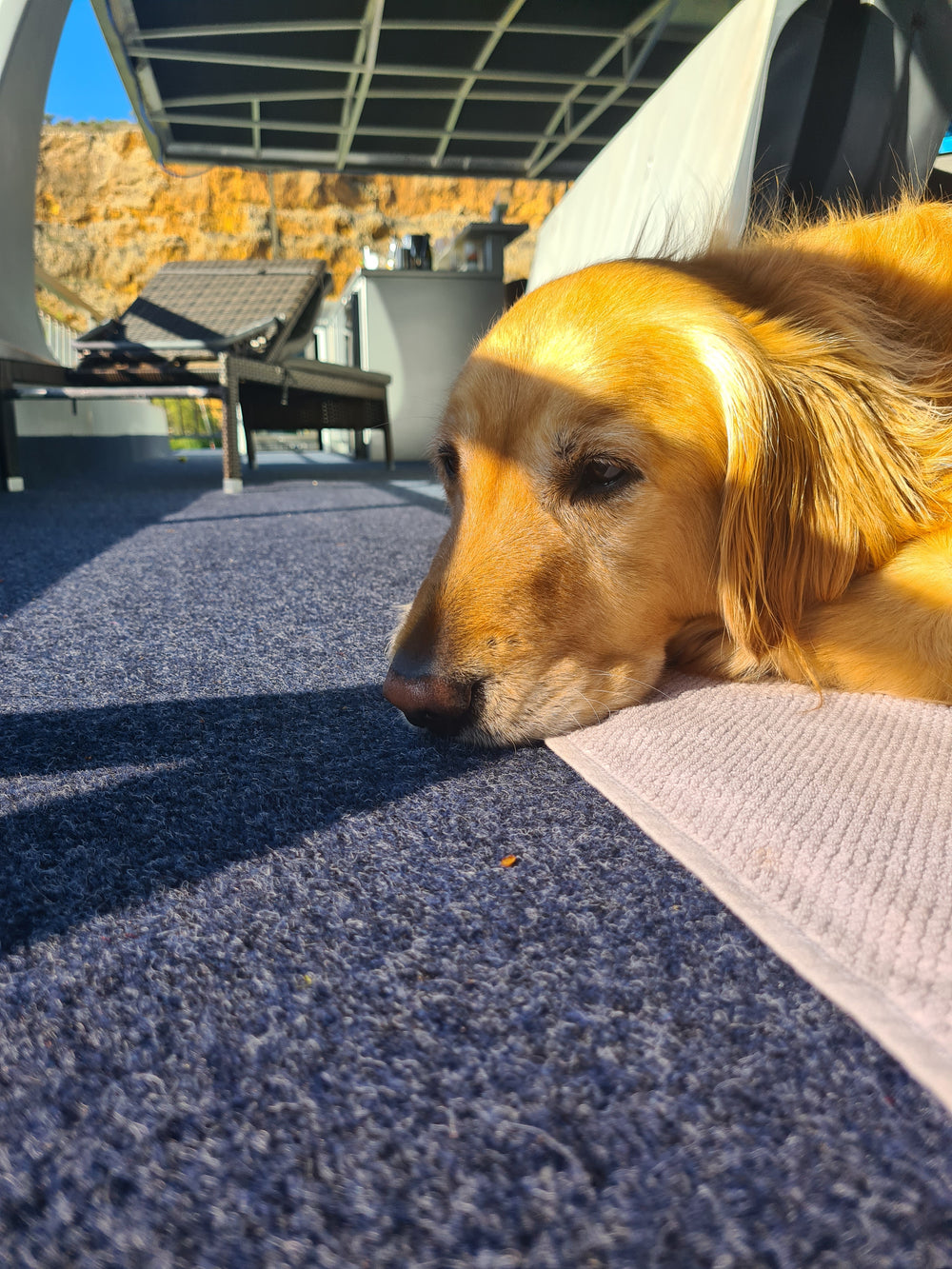 Pet Pals Hub – Your Top Source for Pet Owner Tips – Modern Paws