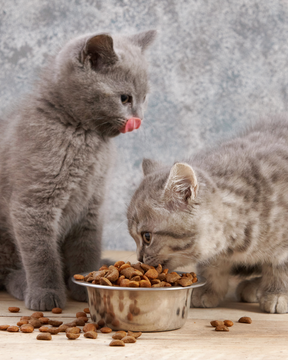 Pet Pals Hub – Your Top Source for Pet Owner Tips – Modern Paws