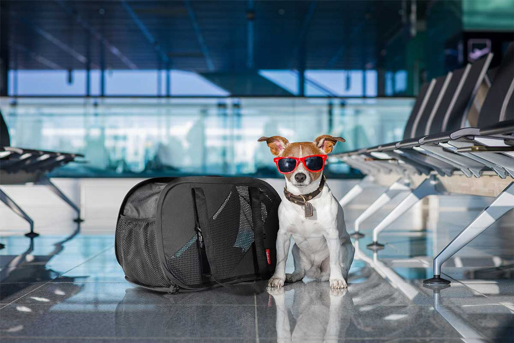 Modern Paws Pet Store