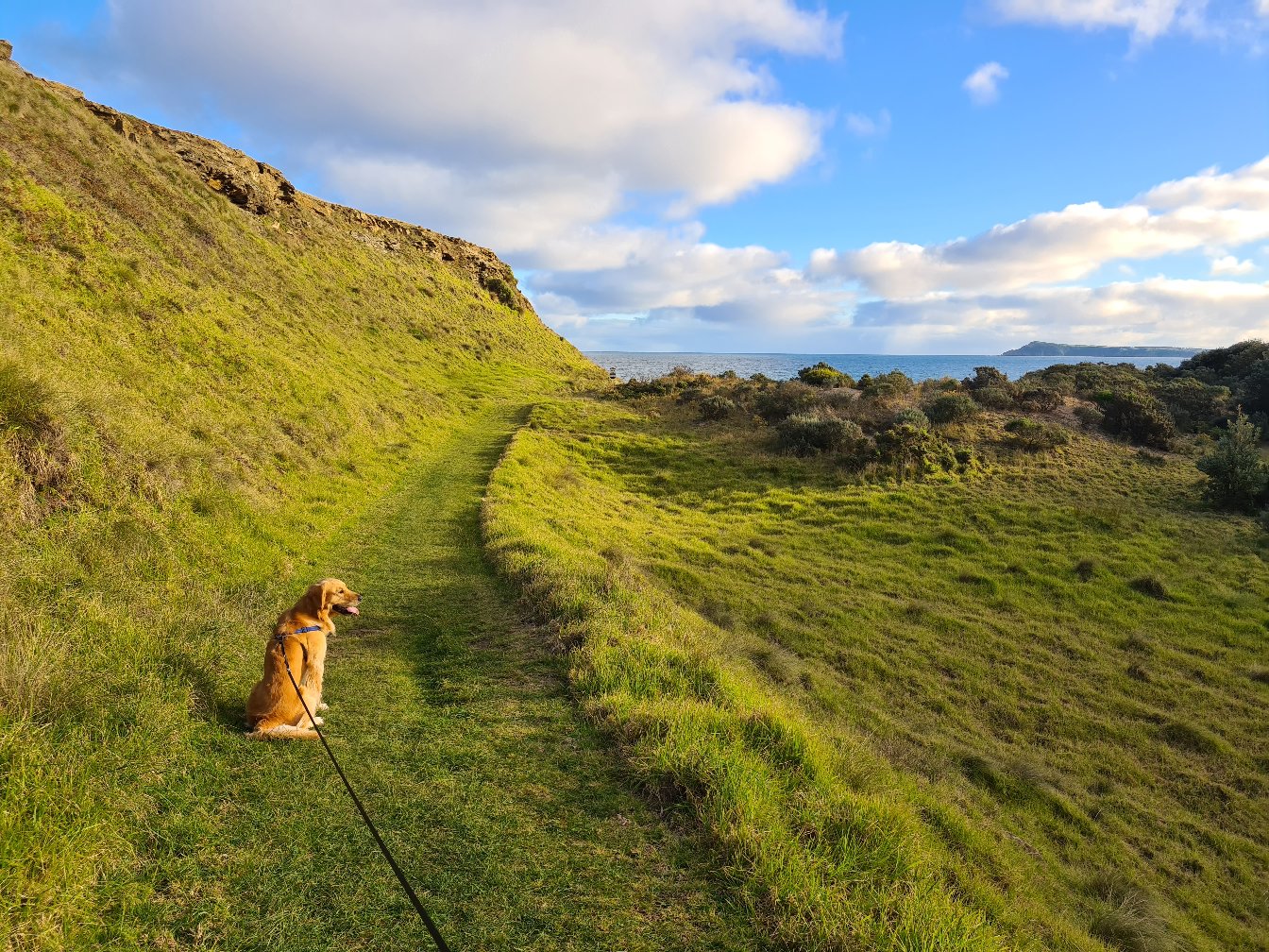 Dog play – Modern Paws