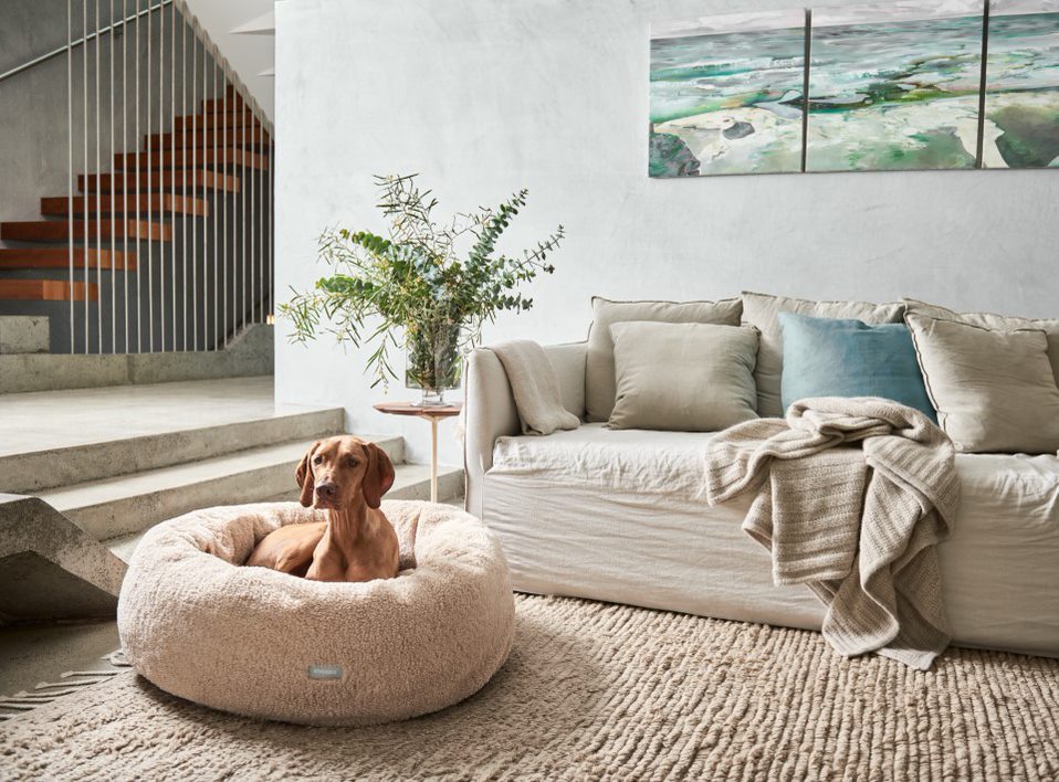 Modern Paws Pet Store