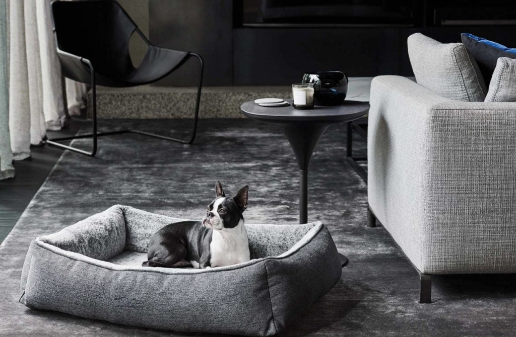 Modern Paws Pet Store